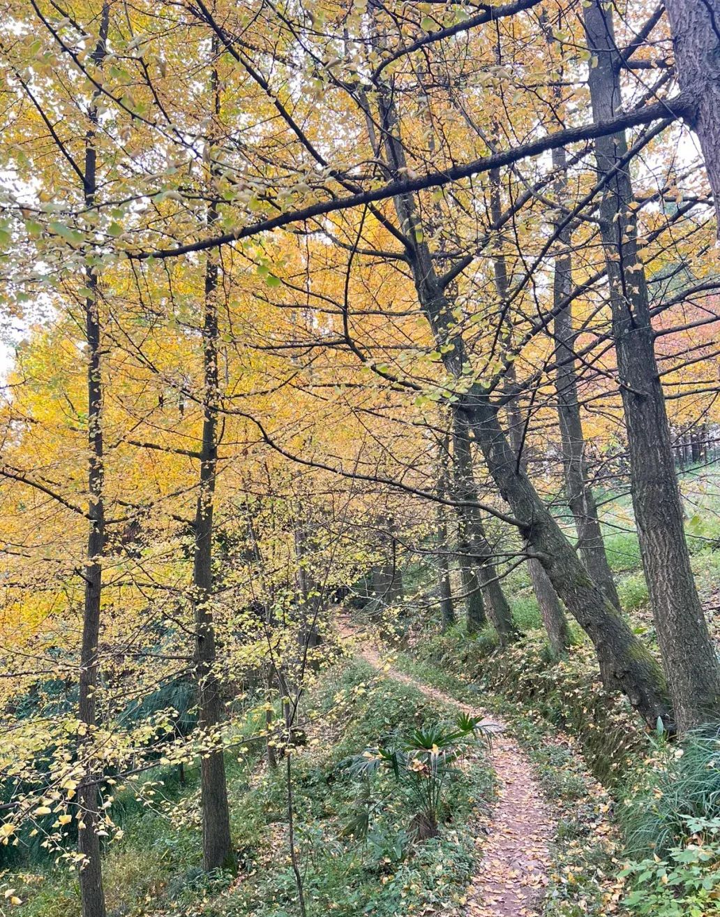Walking through the colorful forest in Chengdu, there are beautiful ...