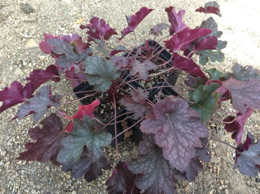 In winter, potted alum roots grow well when they are grown outdoors ...