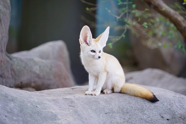 Tales of Mountains and Seas: Fox Demon - iNEWS