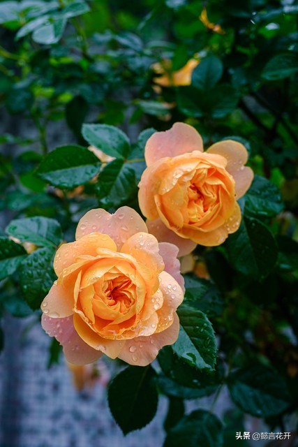 If you want miniature roses to bloom every year, maintenance is the key ...