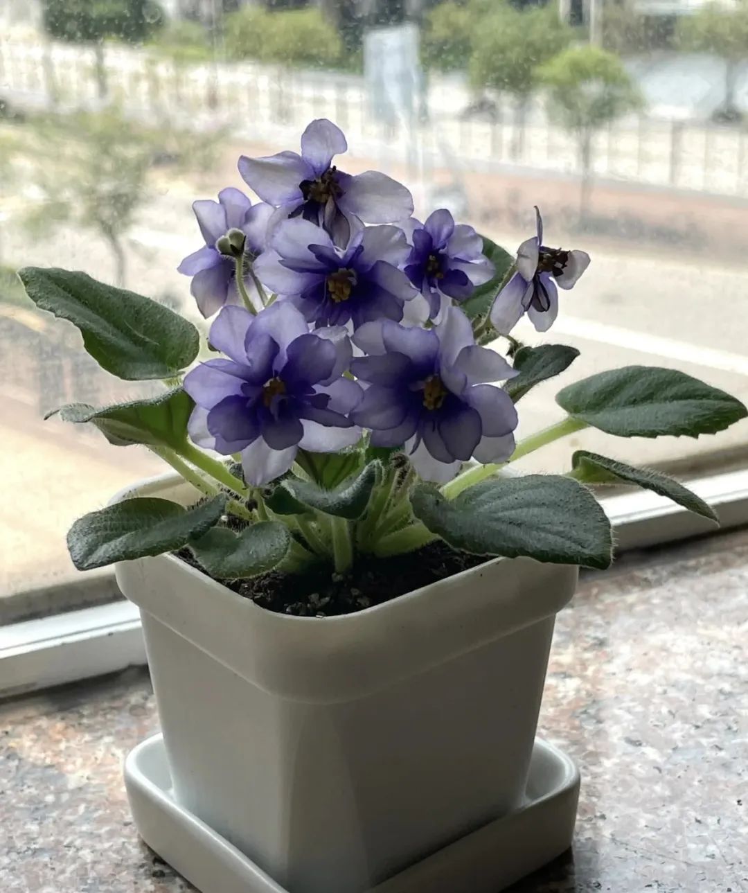 5 kinds of "odor-absorbing flowers" can also sterilize, and if you grow ...