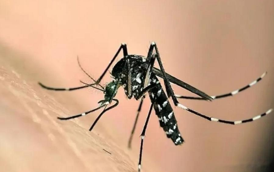 How terrible is the flower mosquito, the "enemy of the whole people ...