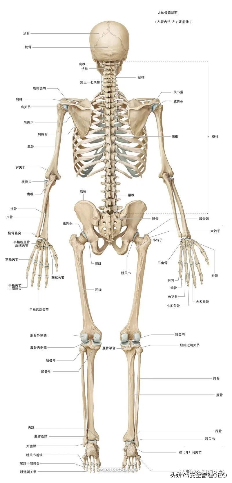 Human skeleton diagram - iMedia