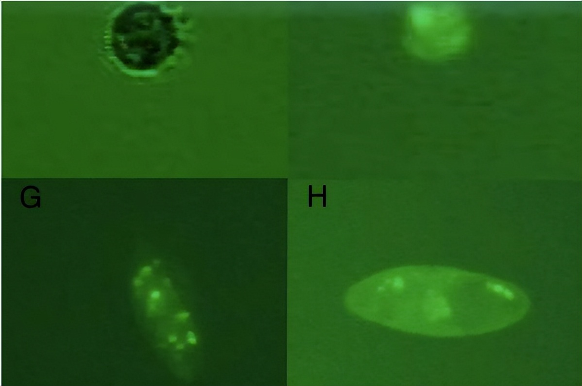 One thing down one thing!Scientists have finally found the "virus ...
