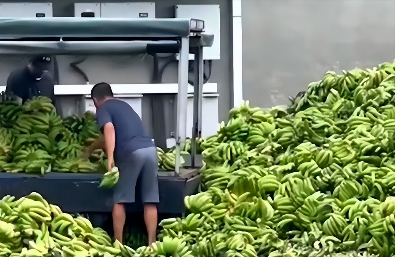 If you can't sell it, you can only feed the pigs!Taiwanese bananas are piled high, and the DPP ...