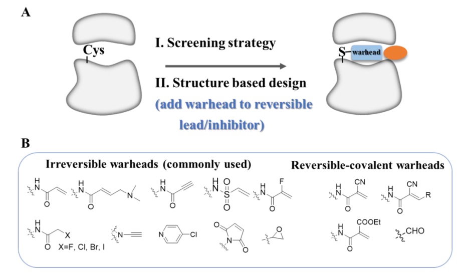 Covalent protein kinase inhibitors targeting cysteine - iNEWS
