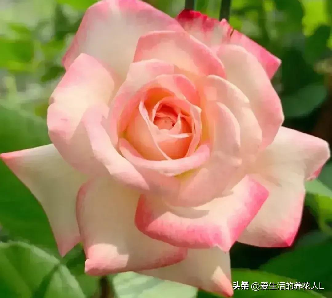 Share pictures, a group of charming rose flowers, rich in color, very ...