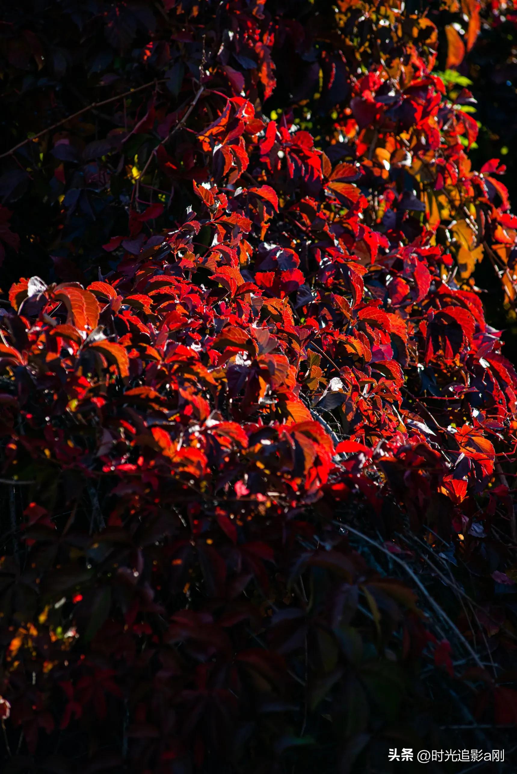 Drunk beautiful autumn colors, creeping tigers, enjoying autumn seasons ...