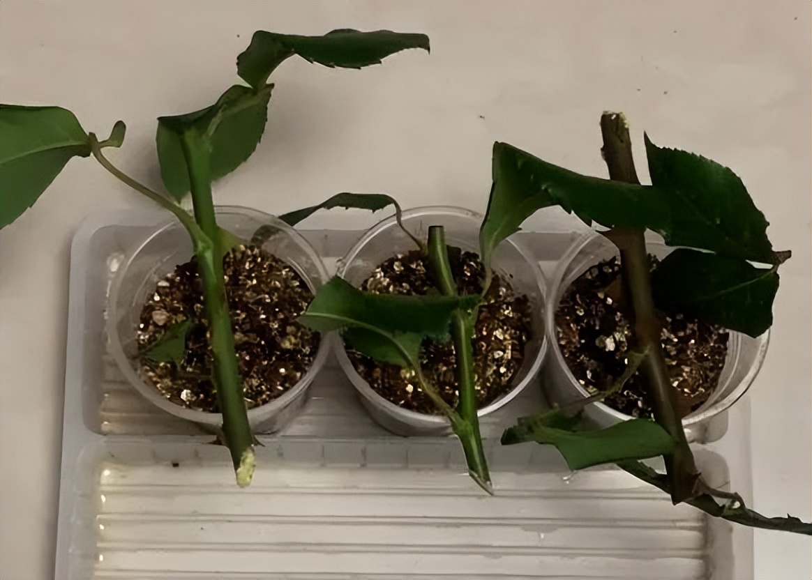 Cutting roses are always "black rods", and most people have not done ...