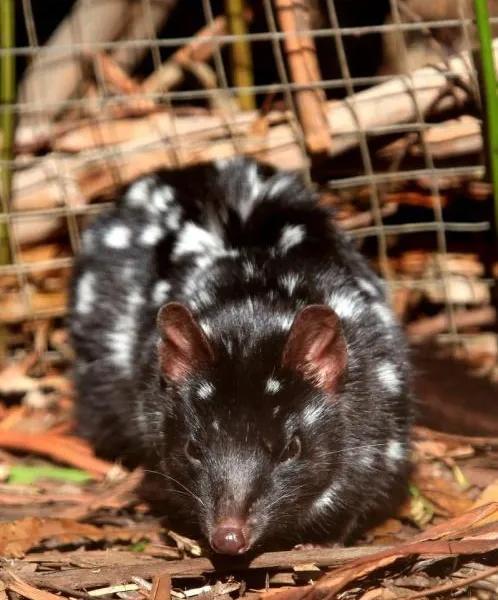 The eastern quoll's last habitat!Australia is doing everything in its ...