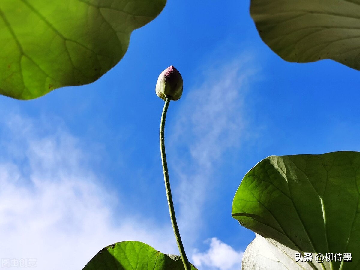 Improve the quality of taking pictures of lotus flowers, learn the ...