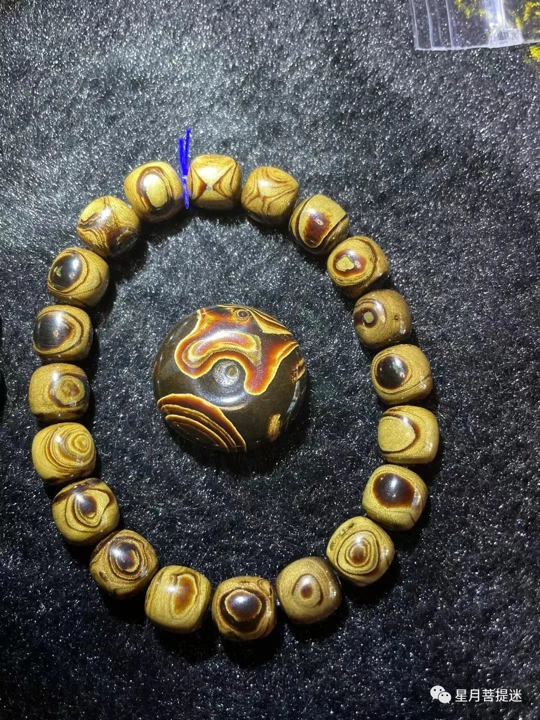 The most precious wood in the sea - sea willow - iNEWS