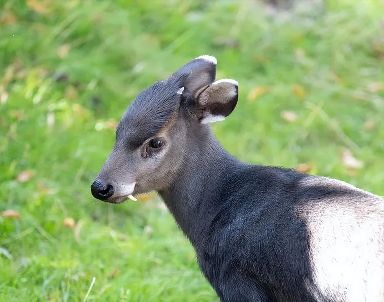A strange deer appeared in the Heishui River in Sichuan!The exposed ...
