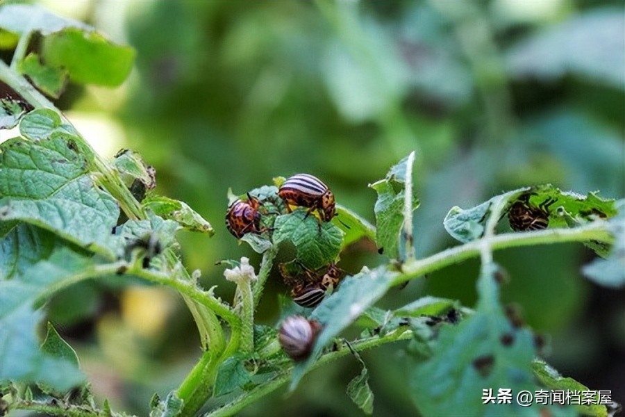 Uncovering the veil of insects, it turns out that this is how they lay ...