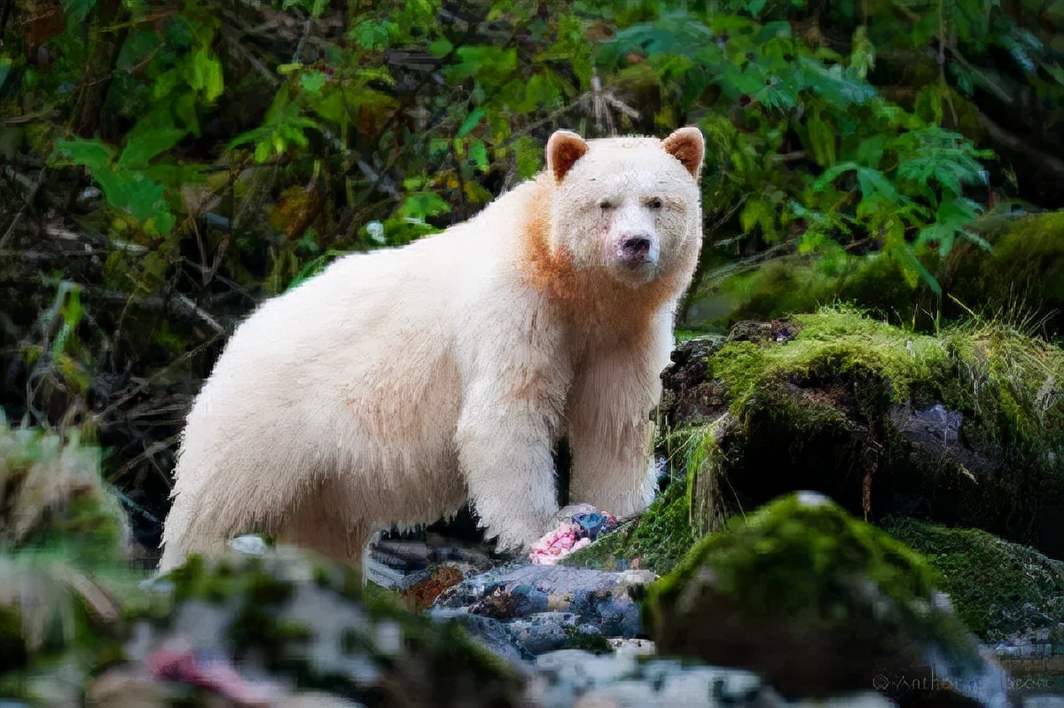 Joey, the hapless bear with albinism, deceived hundreds of thousands of ...