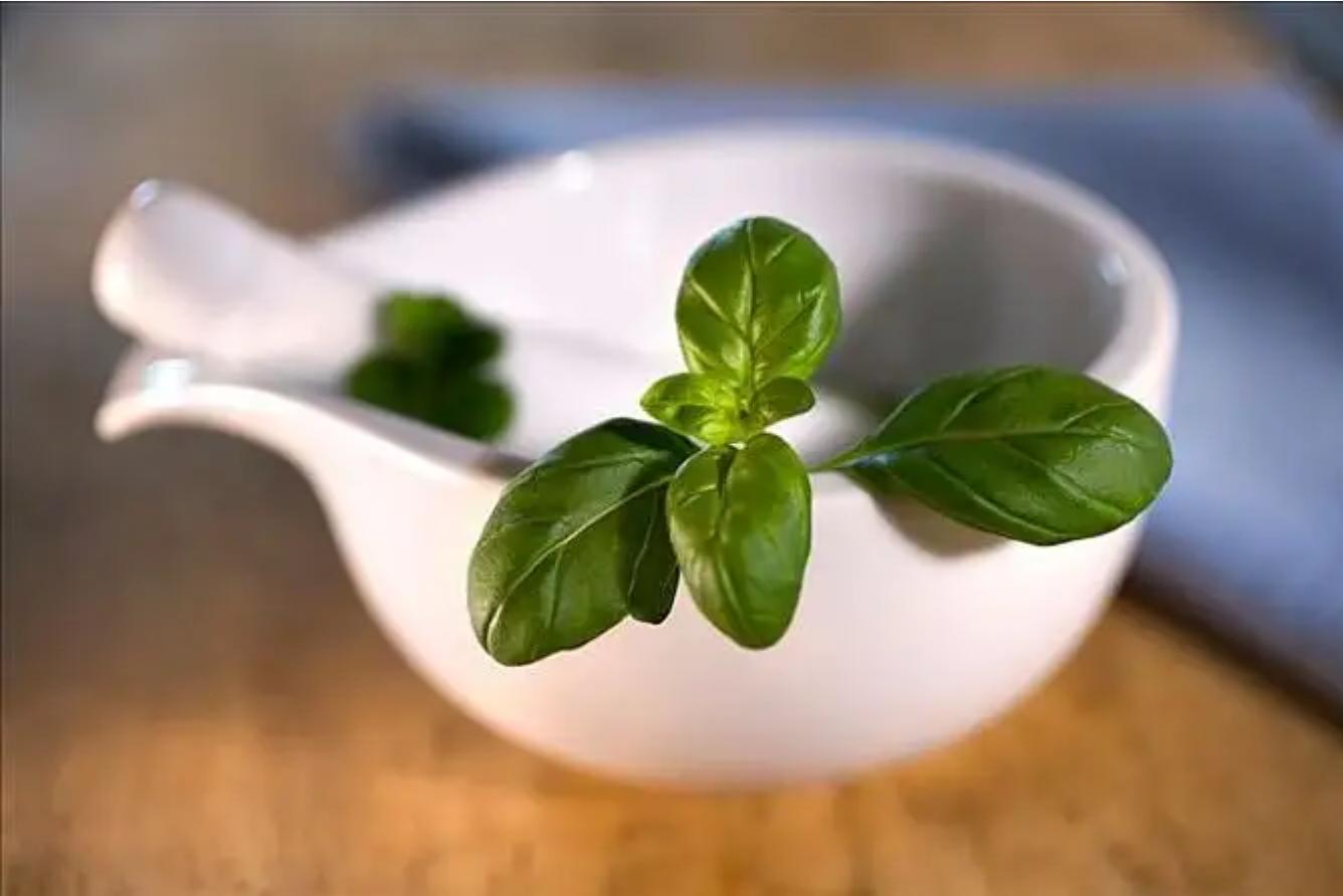 How can the ordinary plant basil become the "grass of the emperor"? - iNEWS