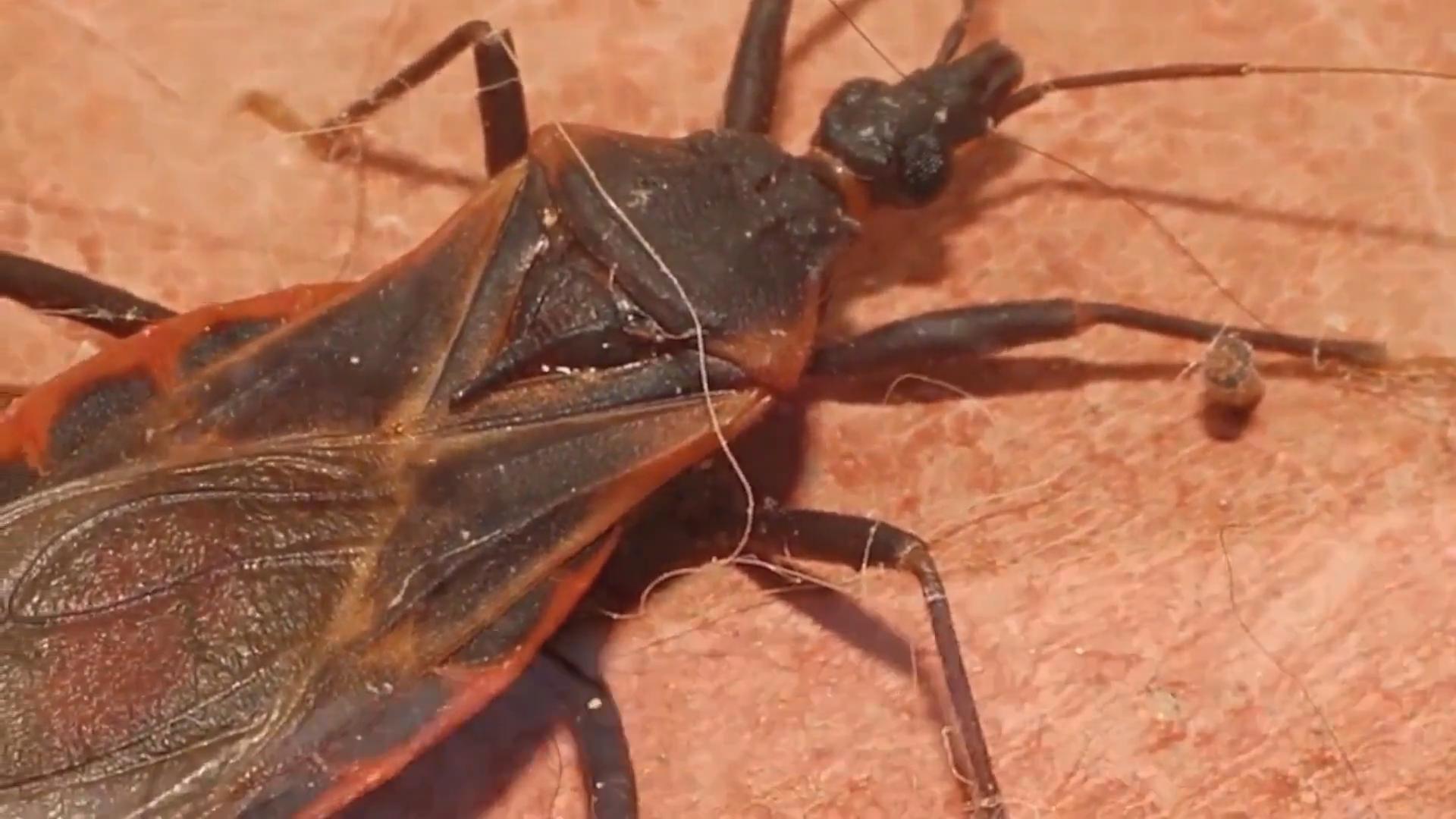 Little bugs have great effect, turning useless into useful, the value ...