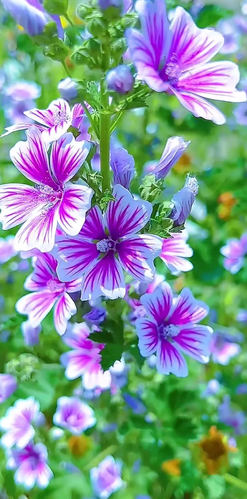 Share the picture, the mallow flowers are elegant and charming, the ...