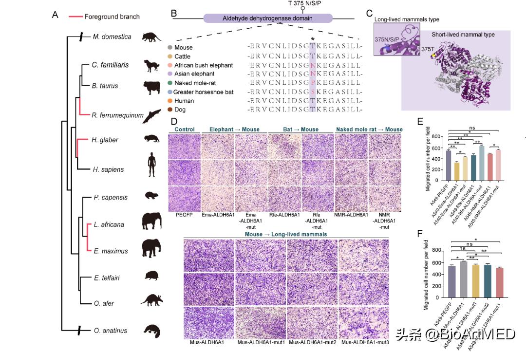 Zhou Xuming's team explored the anti-tumor mechanism of long-lived ...