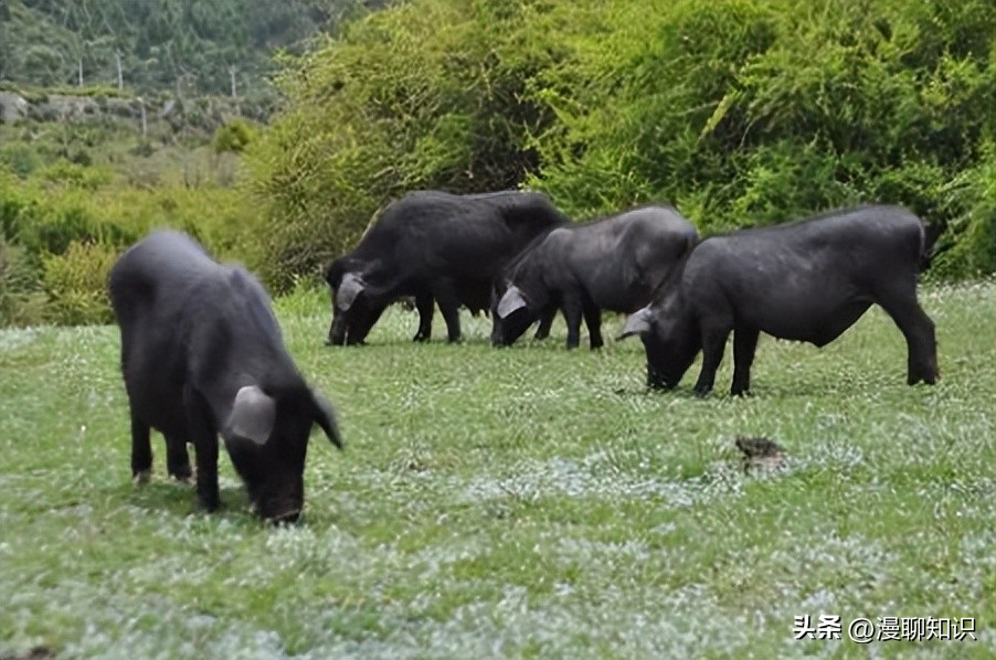 How is the production performance of the plateau Tibetan pig hybrid F1 ...