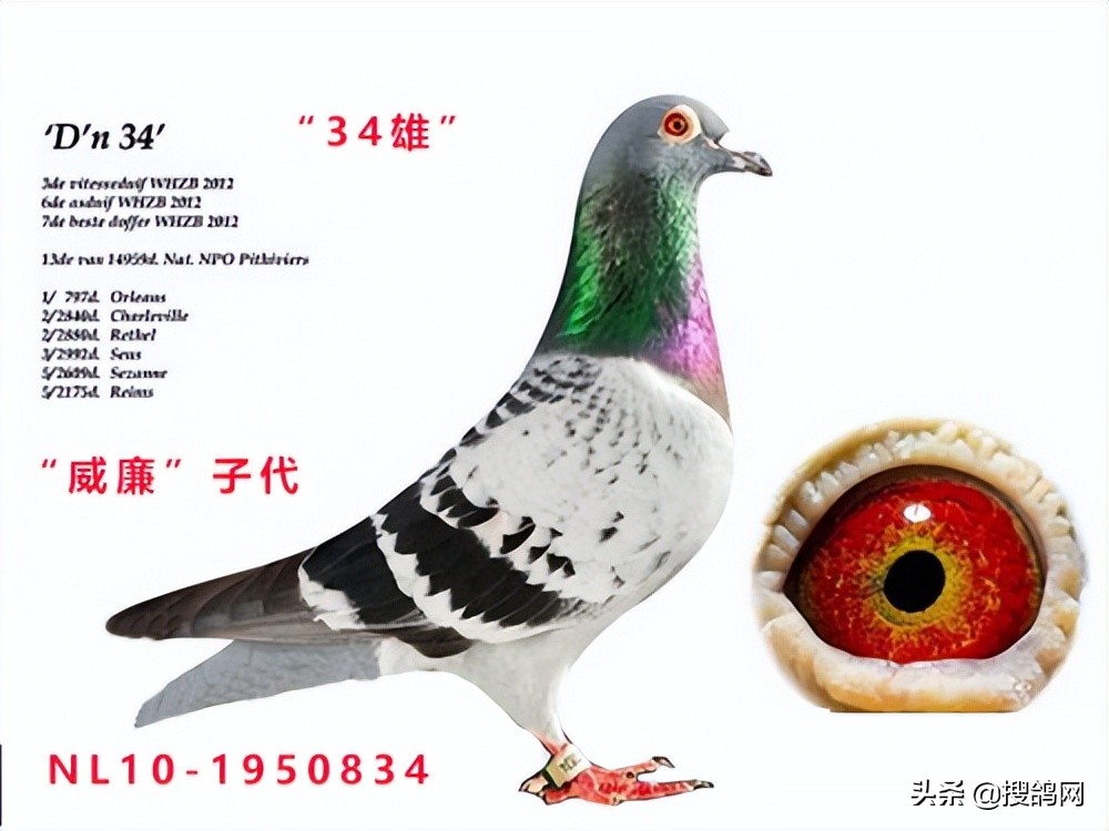 Frans Rutten of the Netherlands takes the top four of 15,900 pigeons ...