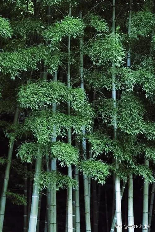 Su Dongpo, the king of bamboo, planted his love of bamboo in fertile ...