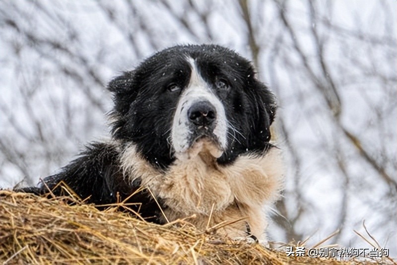 A study of head shape characteristics of livestock care dogs from the ...