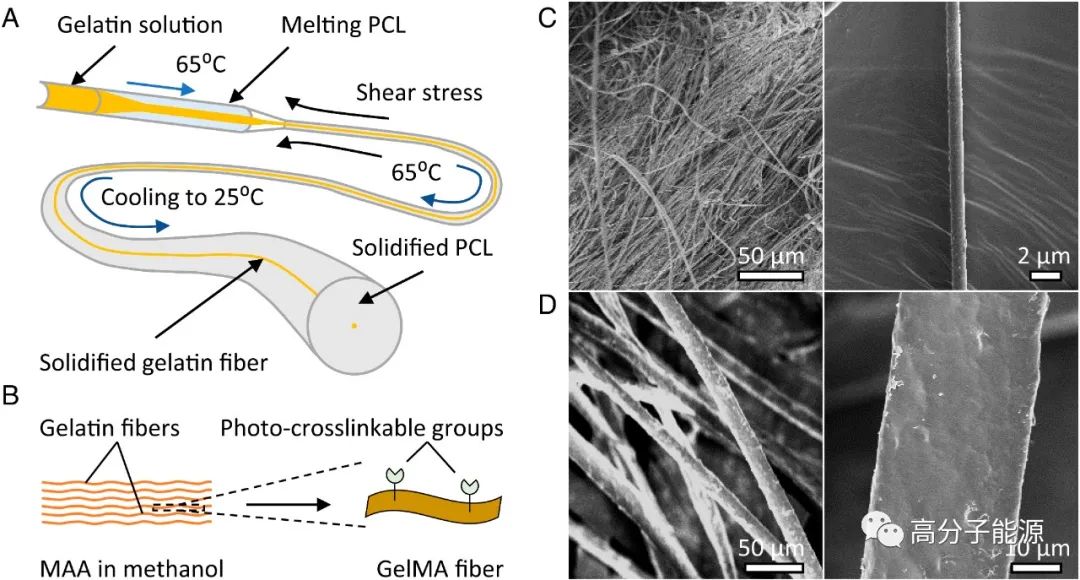 "PNAS》Soft, strong, tough and durable protein fiber hydrogel - iNEWS