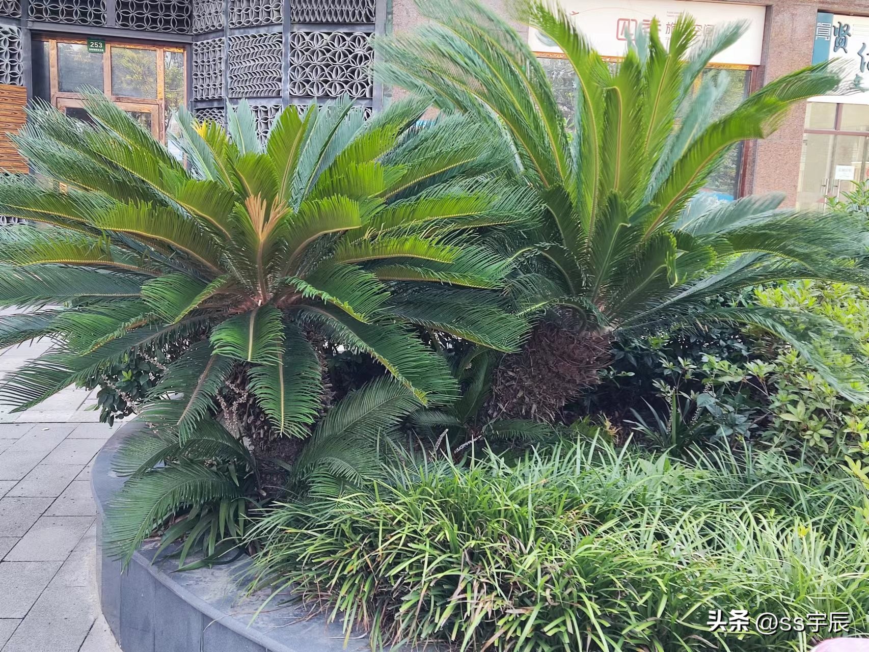 Iron-loving plants - how to care for iron trees - iNEWS