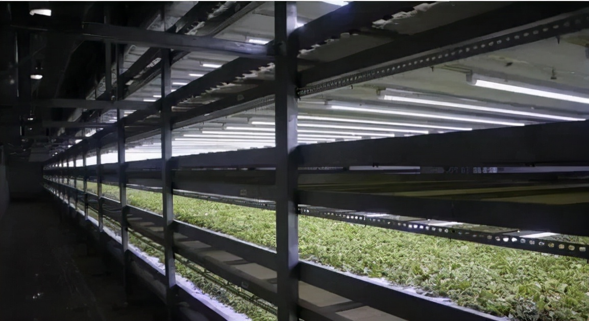 The smell of the sun?Effects of withering process on the taste of white ...