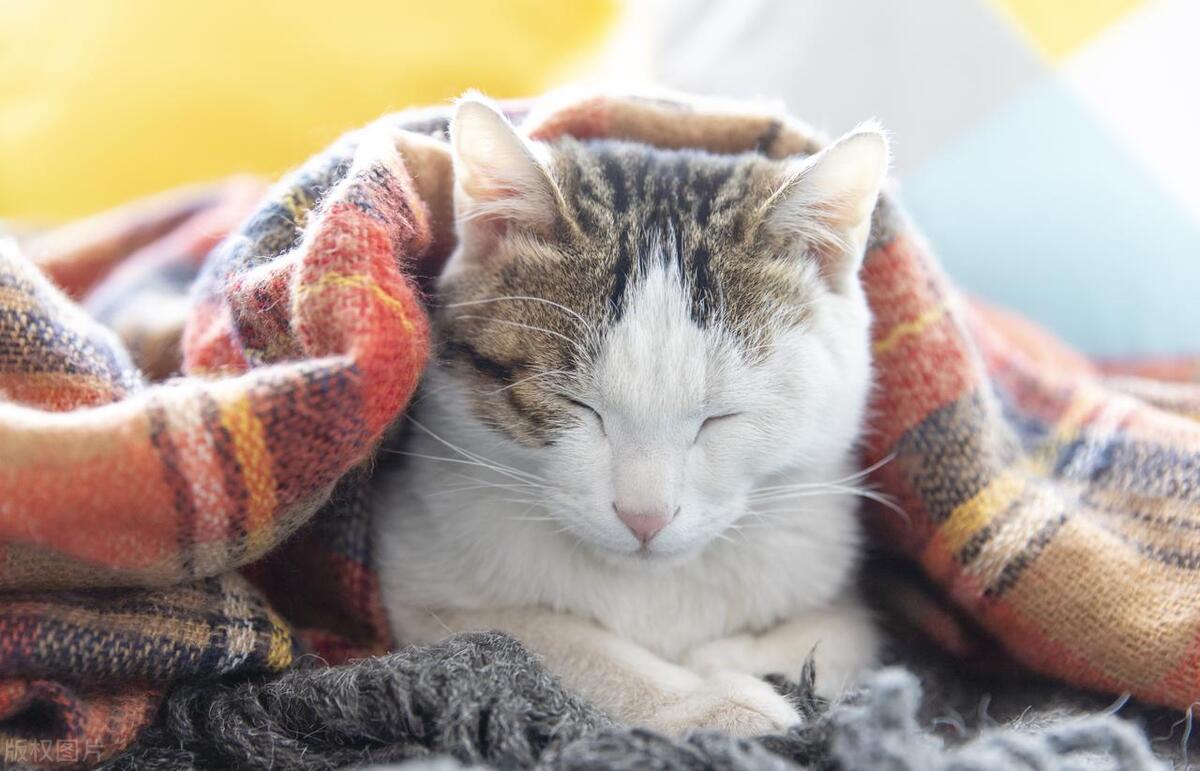 The Origin and Evolution of the Domestic Cat - iNEWS