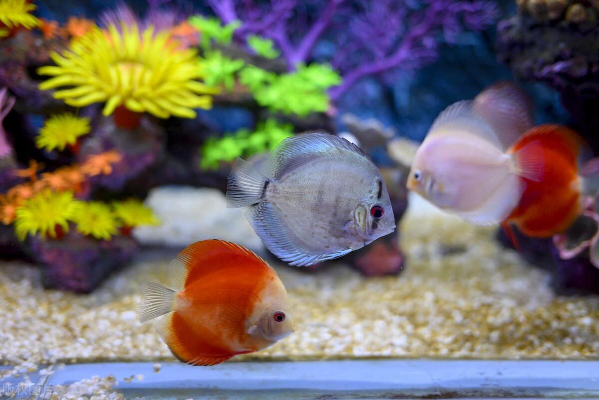 Seven Keys to Judging Discus Fish Health - iNEWS