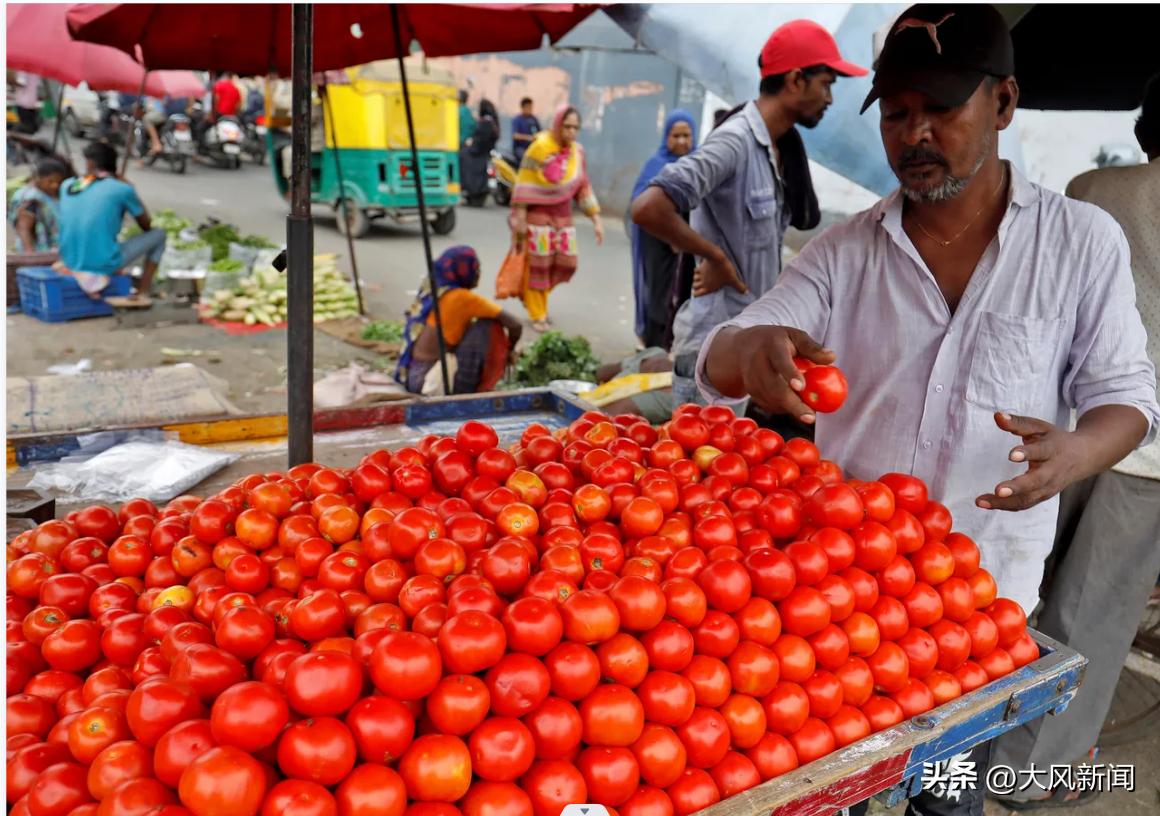 "Tomato Rebellion" broke out in India: Tomatoes are more expensive than gasoline, two farmers ...