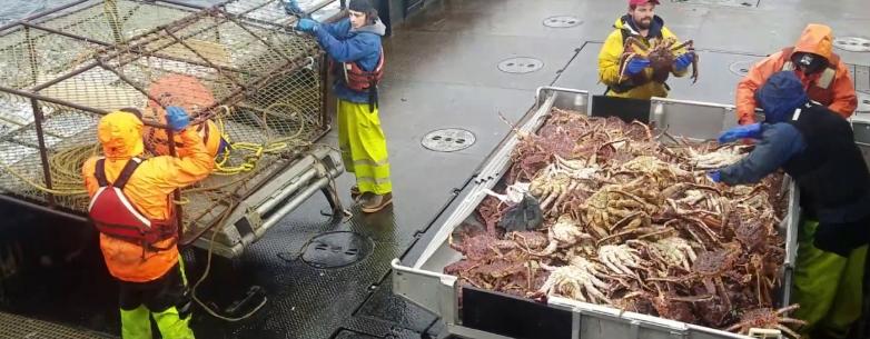 In just three years, nearly eight billion snow crabs have disappeared ...