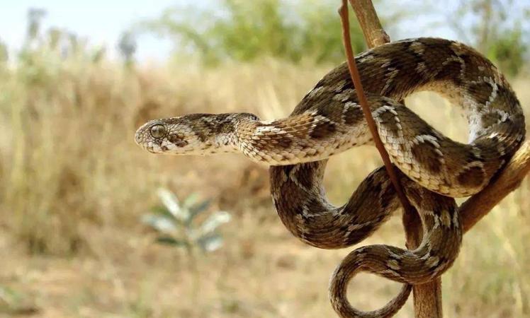 Deadly Viper:The Invincible Killing Machine - iMedia