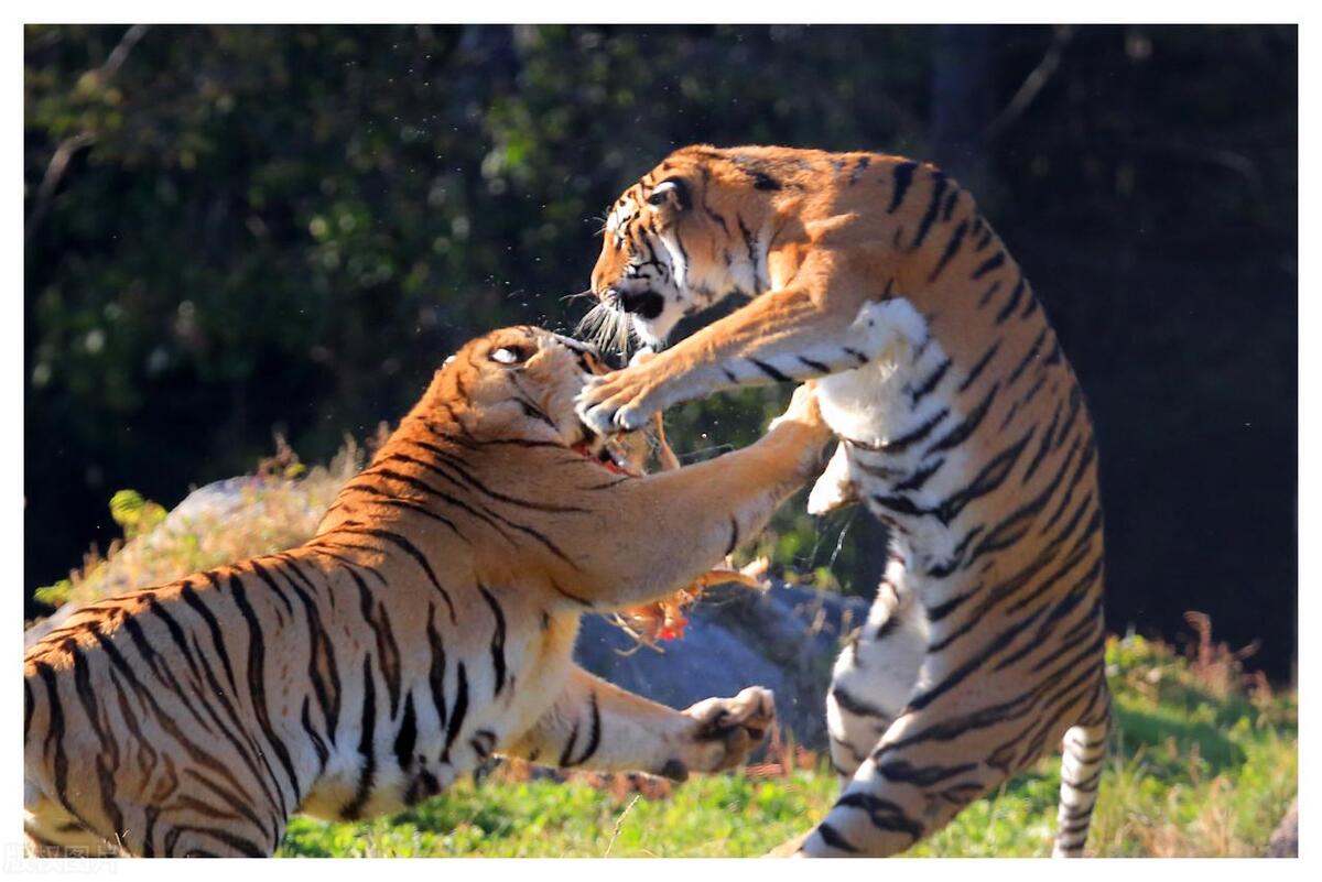 With beacon smoke rising and wolves singing on all sides, how will the ...