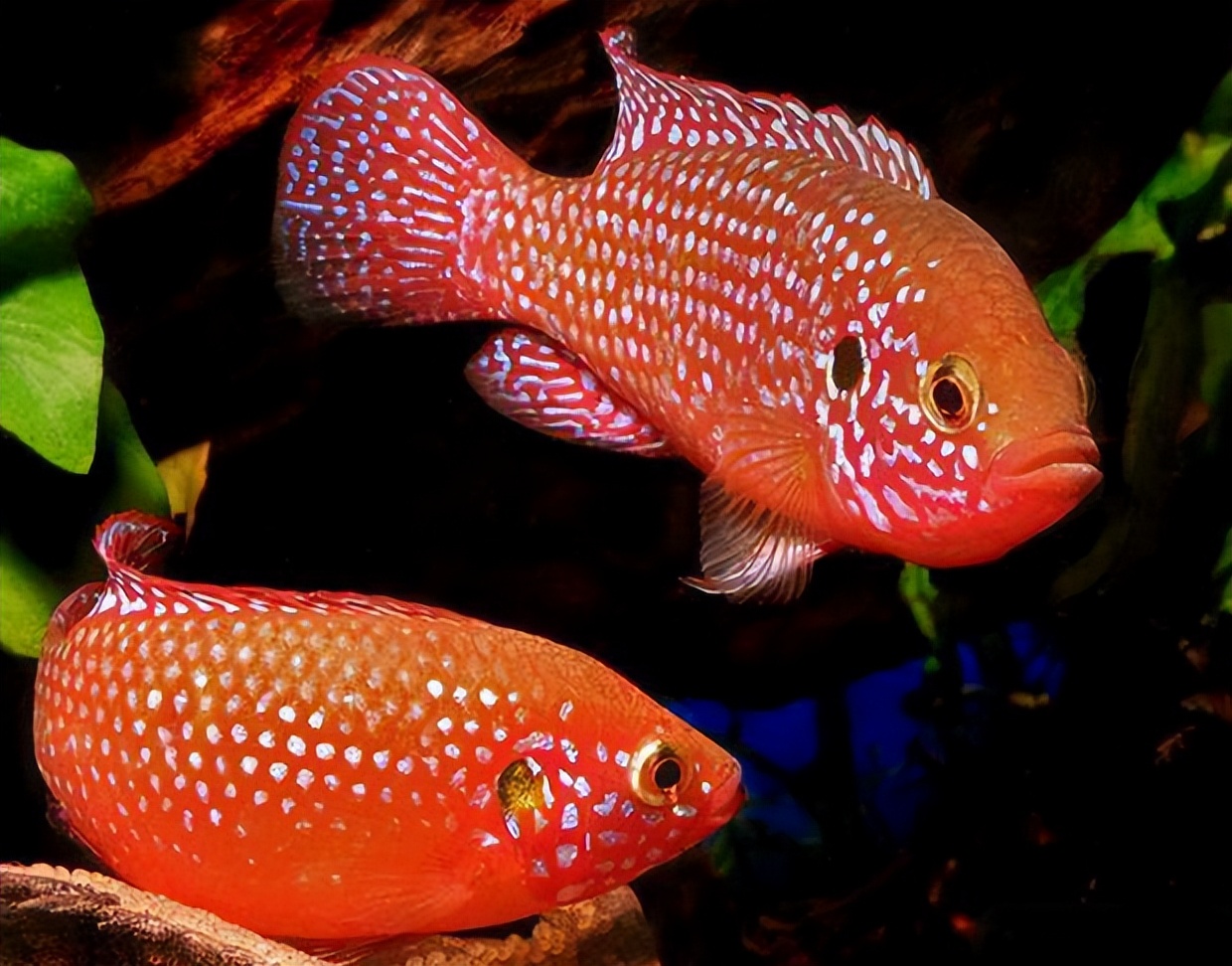 The ranking of small tropical fish is fierce, and the sixth to tenth ...