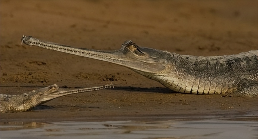 Explore the fantasy world of crocodile: Guardian of the underwater king ...