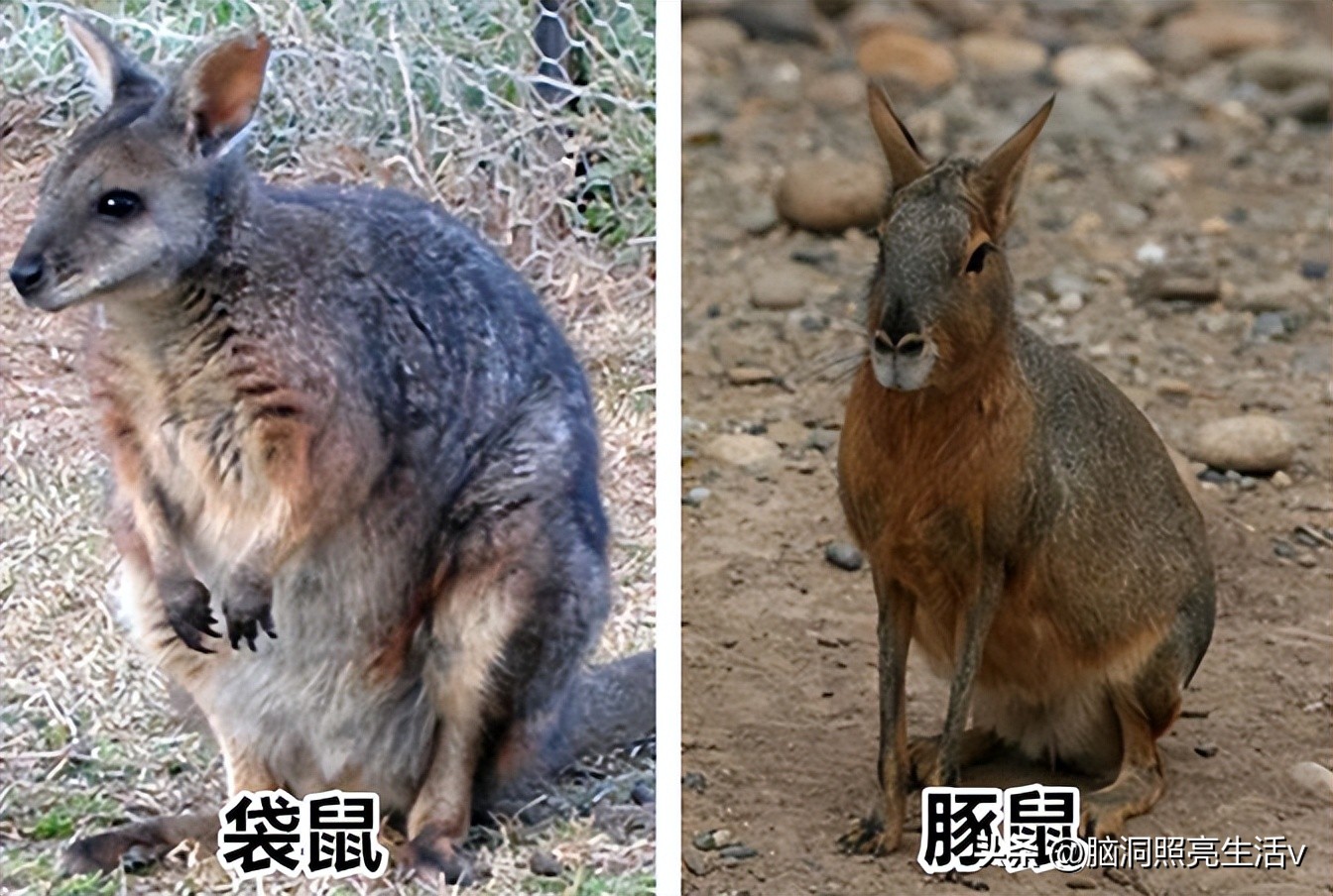 9 pairs of similar animals that are often confused by many people ...