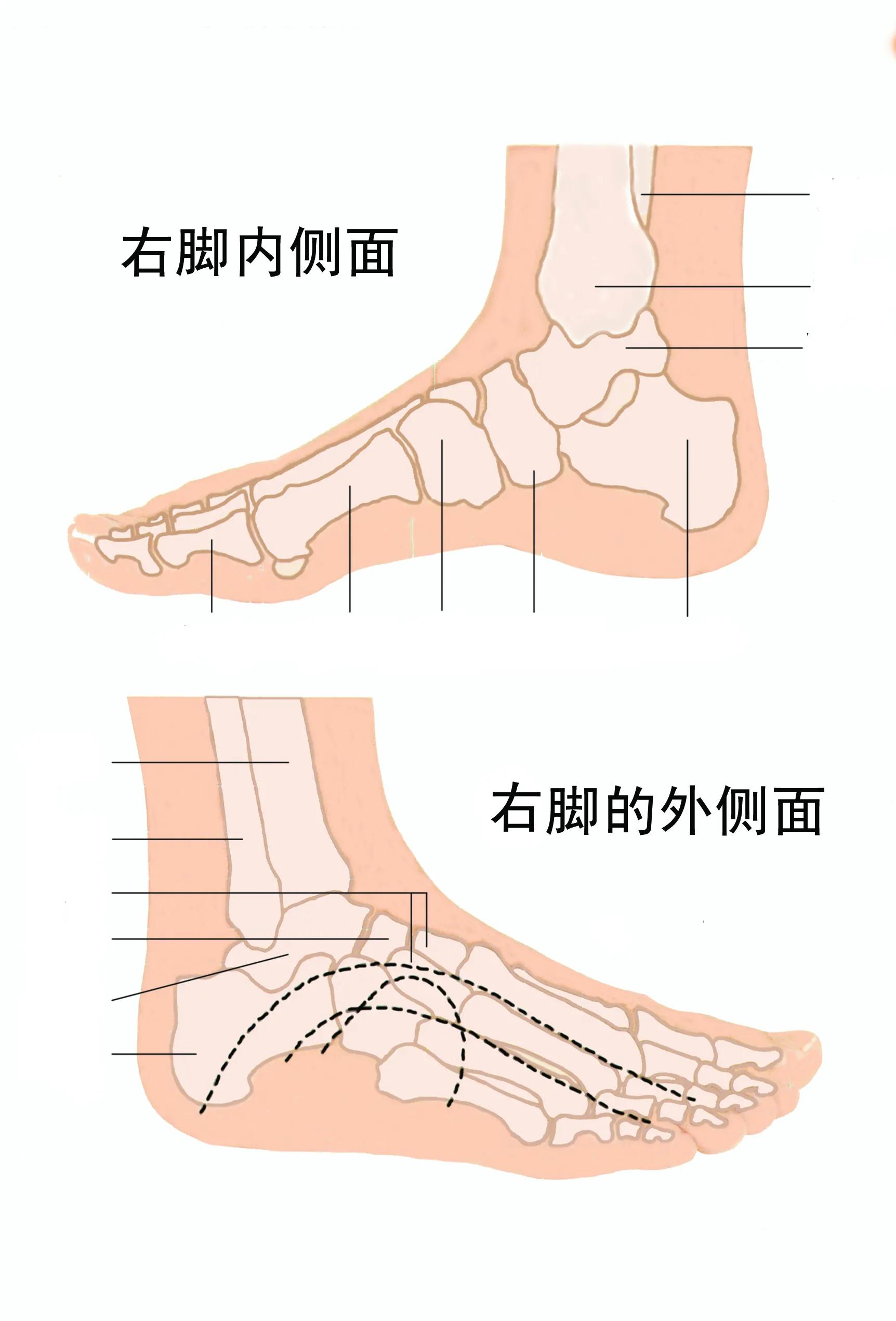 foot reflex - iNEWS