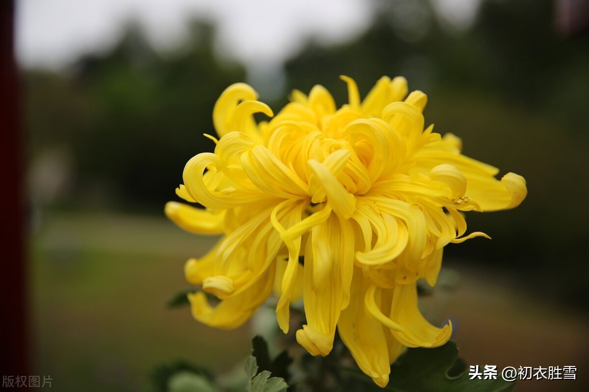 There are five ancient poems about chrysanthemums, the month of autumn ...
