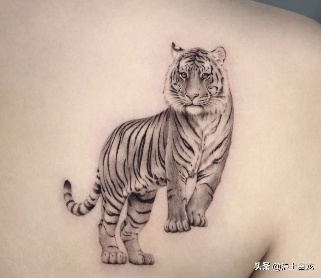 Today may subvert your cognition, a big wave of small tiger tattoos ...