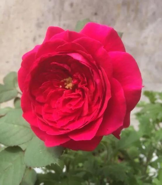 Beautiful Double Ballet Rose - iNEWS