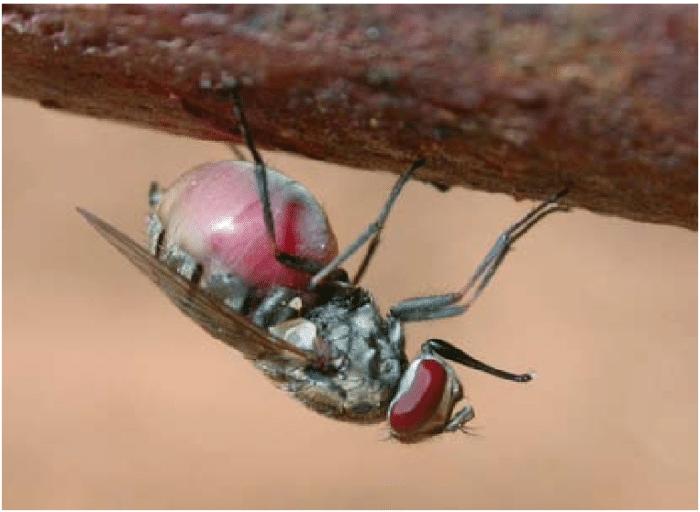 Weird knowledge: Why do flies twist their heads off to play with them ...