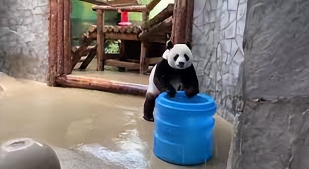 Take stock of the fighting power of giant pandas after going abroad, Russia's buckets, and South ...