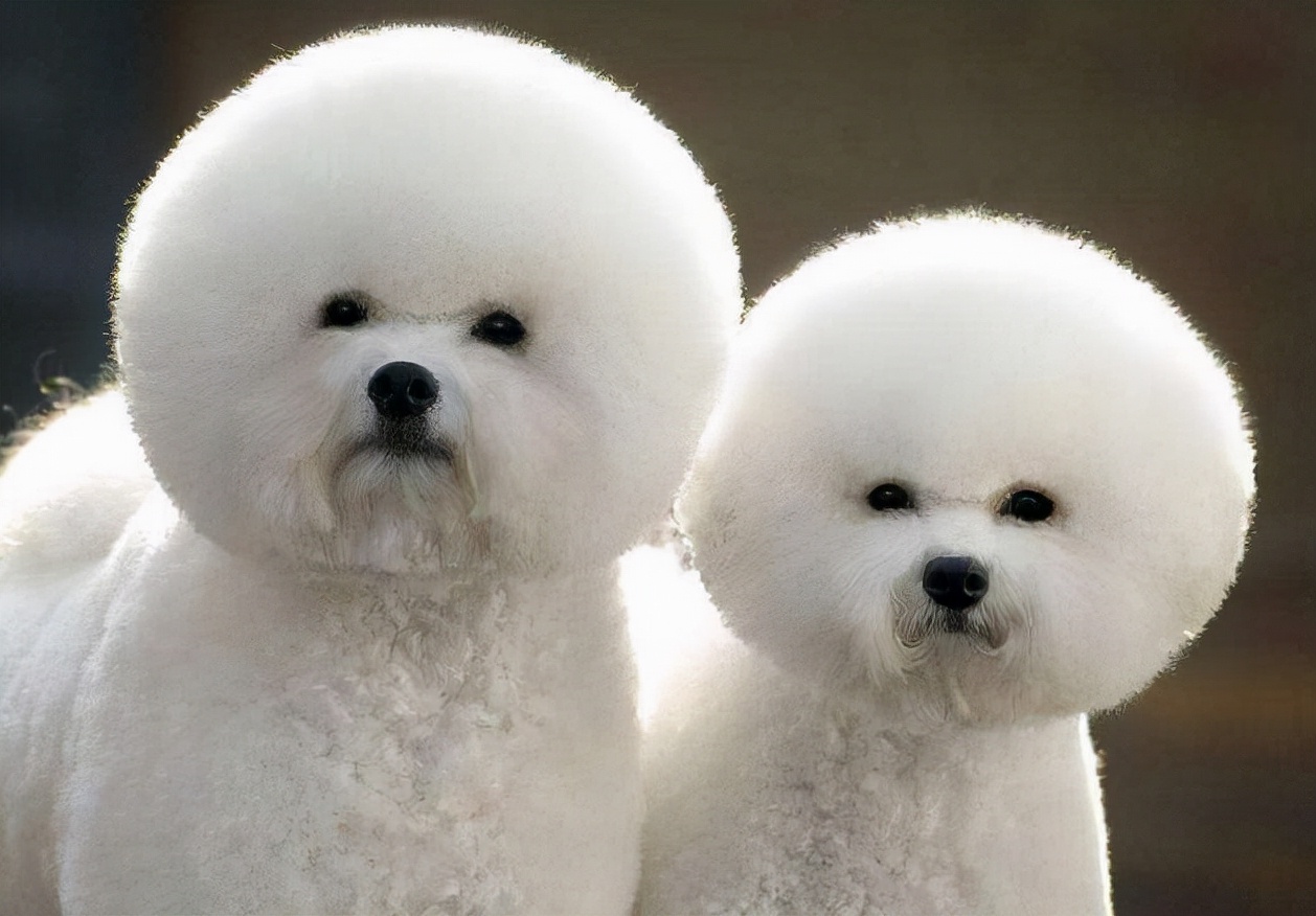 How to remove bichon tears and yellow mouth hair?Teach you the solution ...