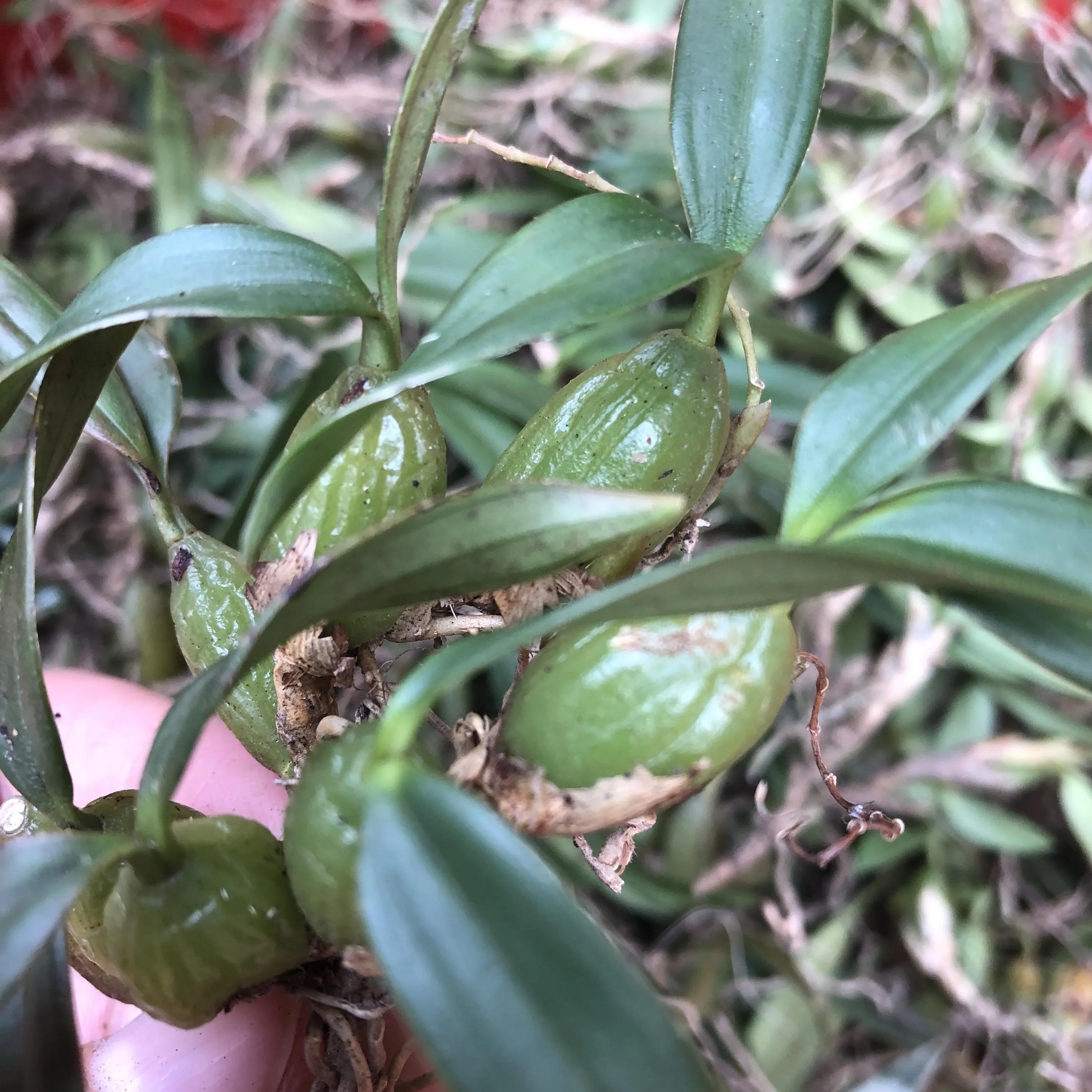 It is called "cough grass", known as the gold in grass, precious and ...