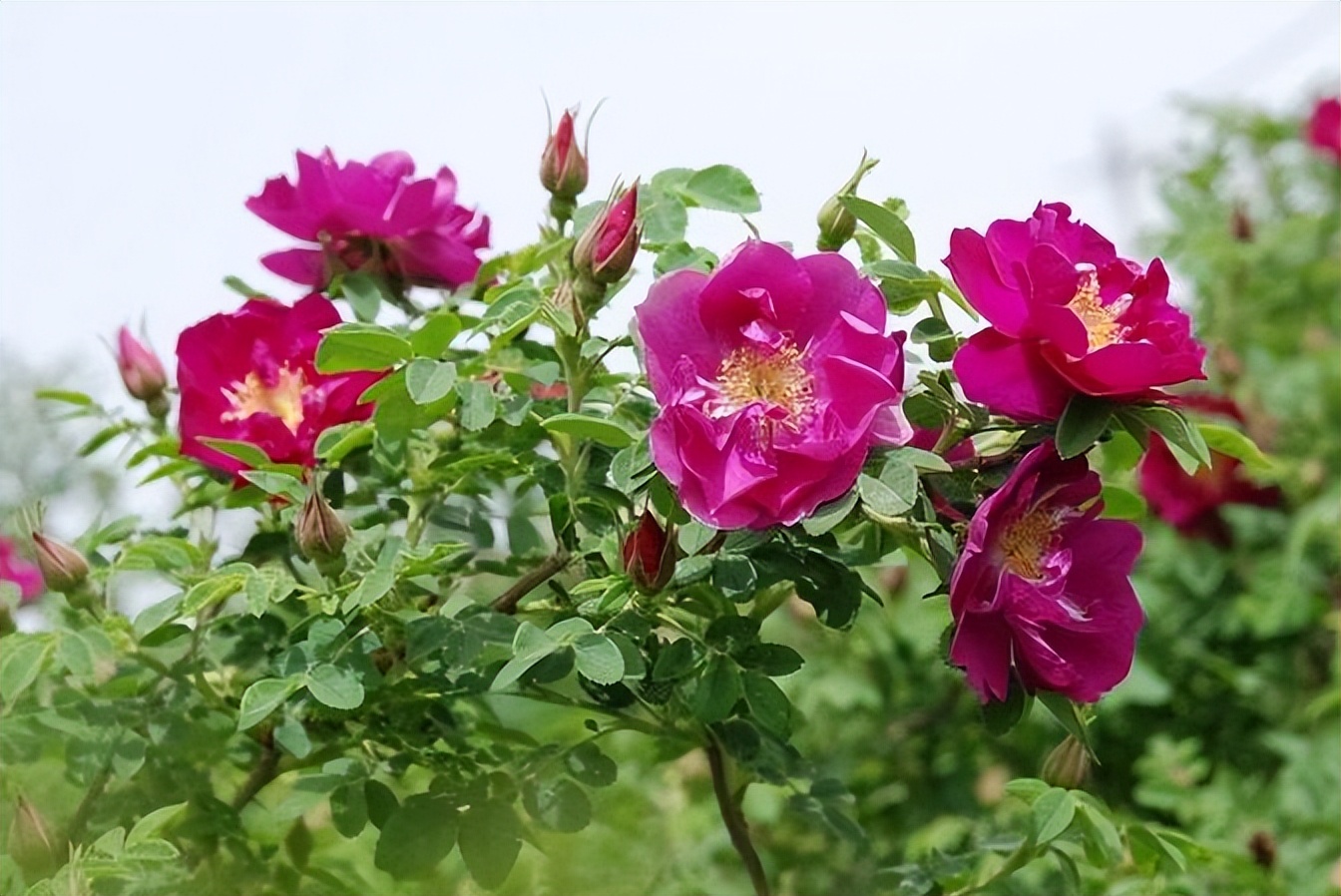 Effects of exogenous melatonin on the physiological characteristics of ...