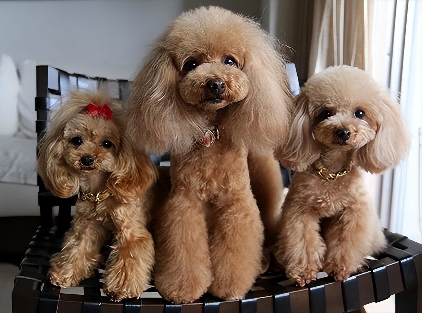 These 6 kinds of "long-lived dogs" that accompany you for a long time ...