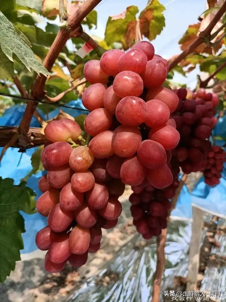 Queen Nina, romantic ruby, romantic red grape, who is the real king - iNEWS